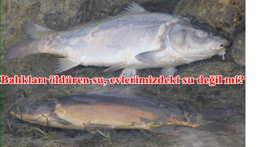 Musluklarımızdan akan su, balıkları öldüren su ile aynı değil mi ...